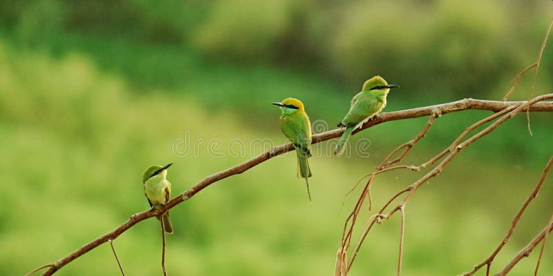 Three Long-beaked Small Birds Perched On Brown Tree Branch Stock Image ...