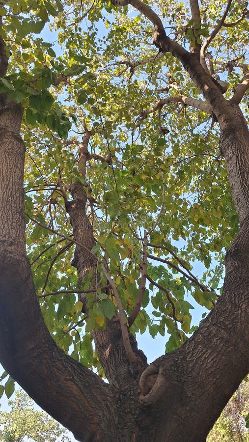 Three Long Branches of a Middle-aged Tree with a Mass of Green Leaves ...