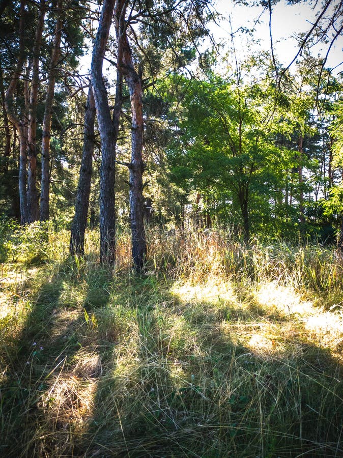 Three Long Shadows Fall Across the Tall Grass from Pine Trees Intertwined with One Another. in ...