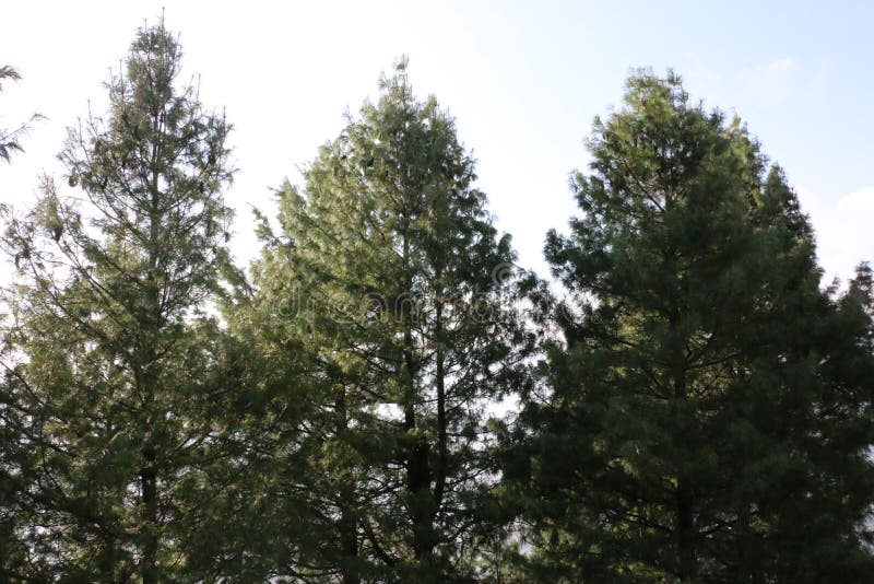 Three Long Trees Isolated Nice Background Stock Image - Image of fall ...