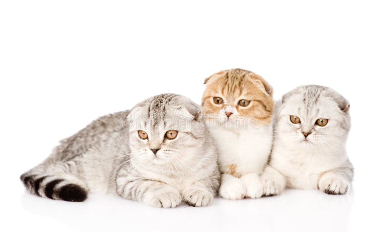 Three Lop-eared Scottish Cats Together Looking at Camera. on White ...