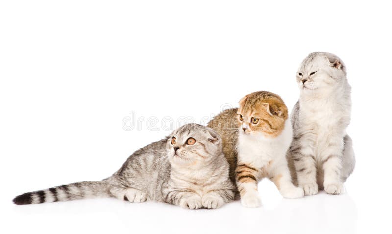 Three Lop-eared Scottish Cats Together Looking Away. Isolated Stock ...