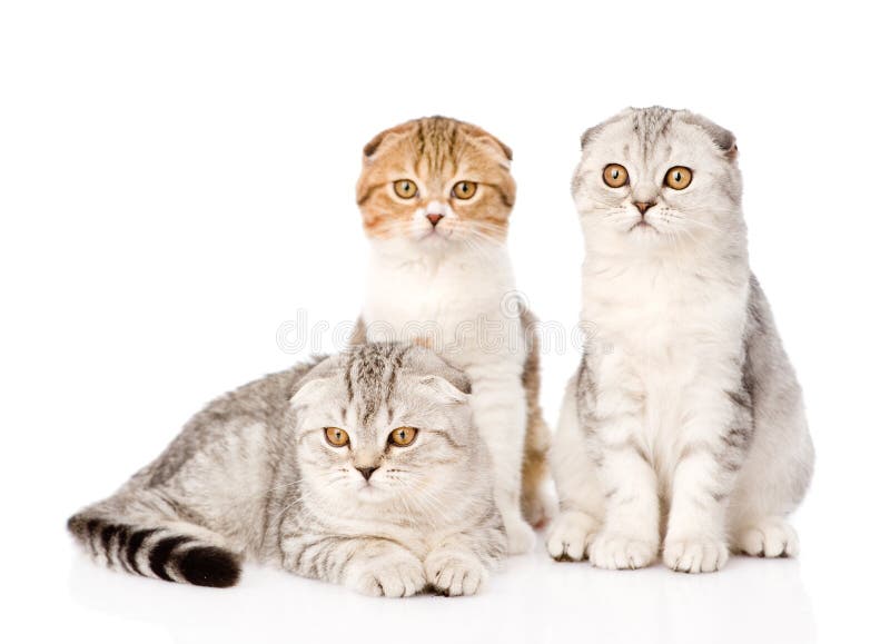 Three Lop-eared Scottish Cats Together Looking at Camera. on White ...