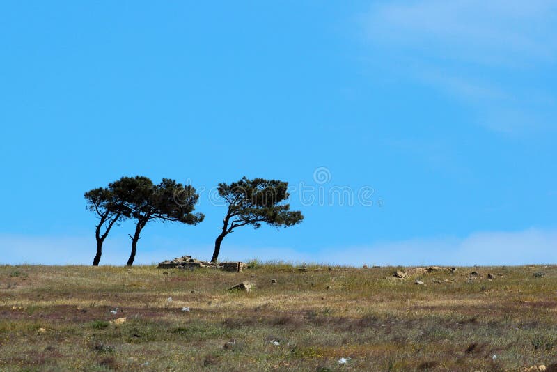 Three Lopsided Pine Trees on Blue Sky Background Stock Photo - Image of ...