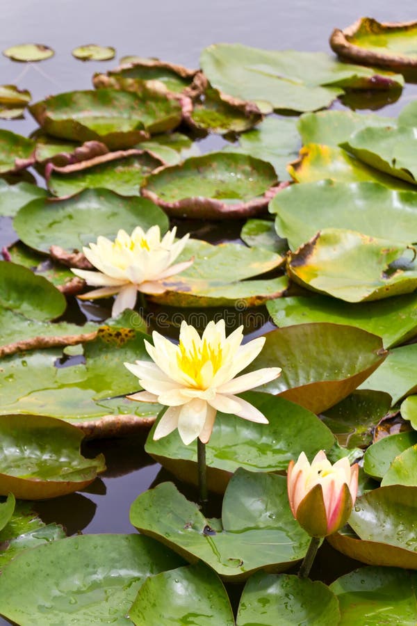 Three lotus yellow stock image. Image of color, bright - 32988629