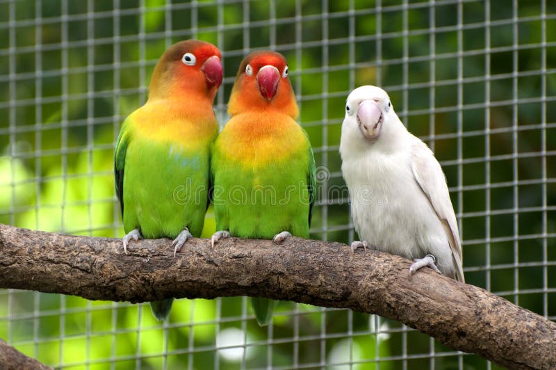 Lovely bird stock image. Image of bird, closeup, wild - 6296639