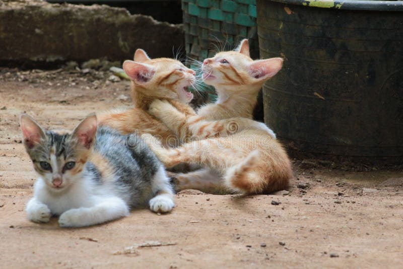 Three Lovely Fluffy Kittens Playing Stock Photo - Image of fluffy ...