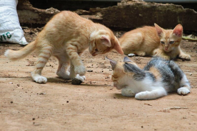 Three Lovely Fluffy Kittens Playing Stock Image - Image of lovely ...