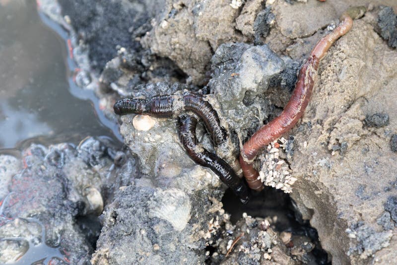 Three Lugworms Can Be Seen in the Wadden Sea Stock Photo - Image of ...