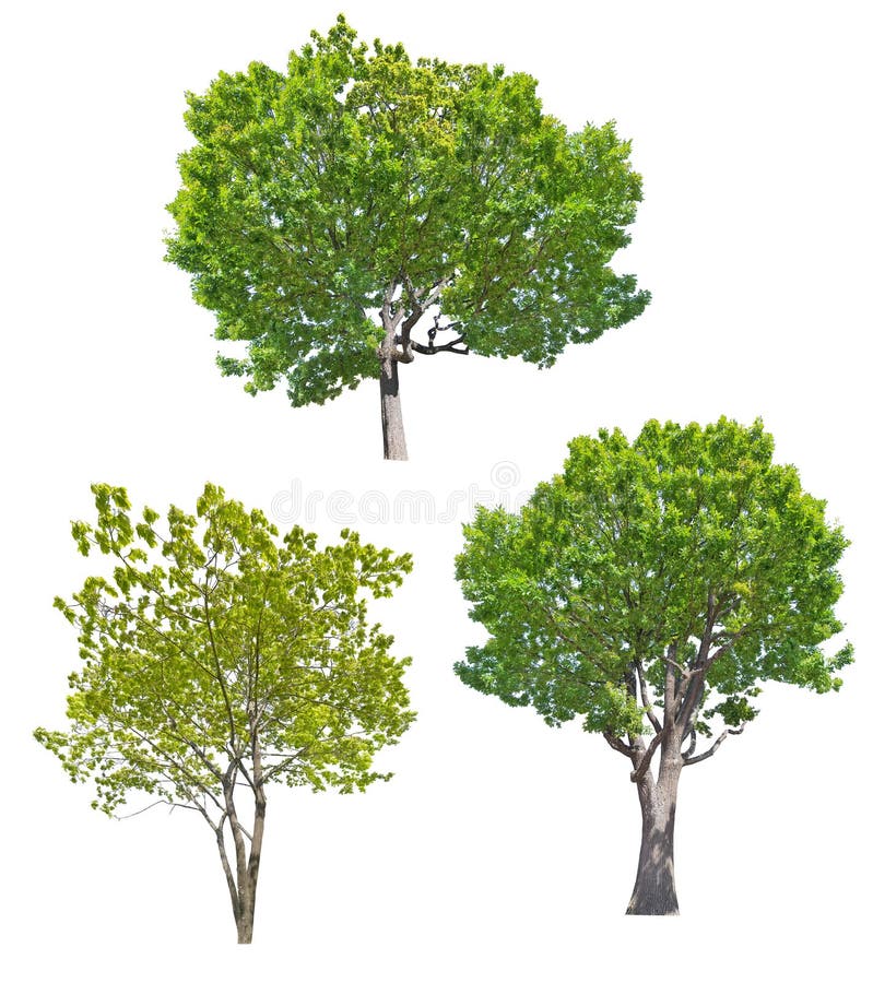 Set of Three Trees with Roots Isolated on White Stock Image - Image of ...