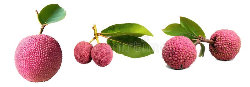 Lychee Types Stock Photos - Free & Royalty-Free Stock Photos from ...