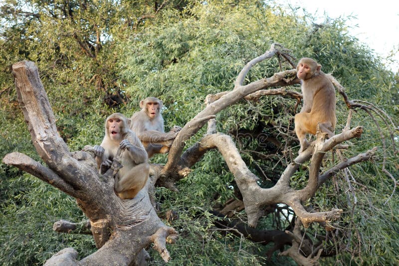 Three Macaque Monkeys stock image. Image of hanuman, evil - 69520309