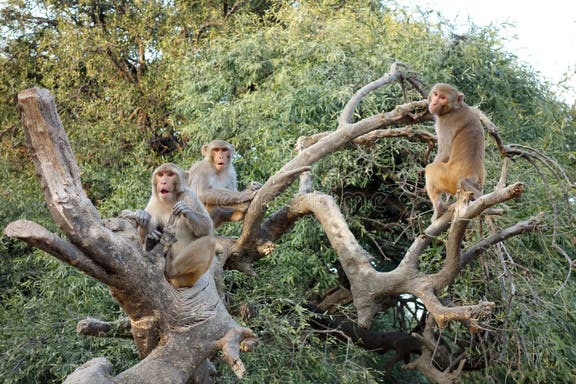 Three Macaque Monkeys stock image. Image of hanuman, evil - 69520309