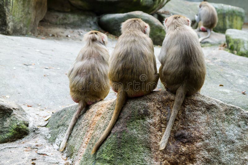 Three Macaque Monkeys stock photo. Image of monkeys - 305880268
