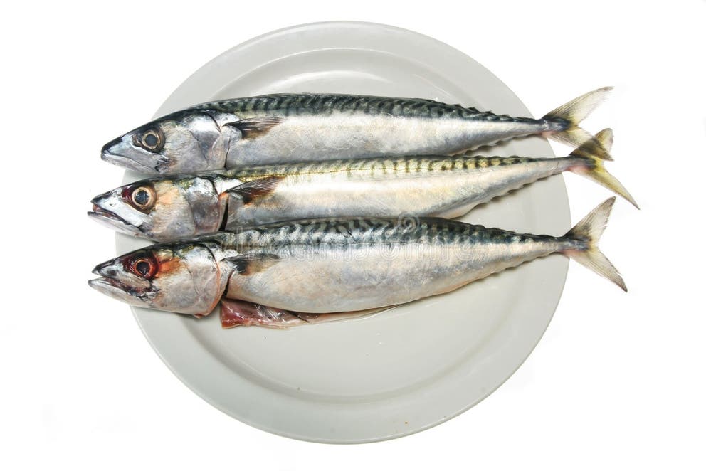 Three mackerel stock photo. Image of fresh, protein, mackerel - 6156940