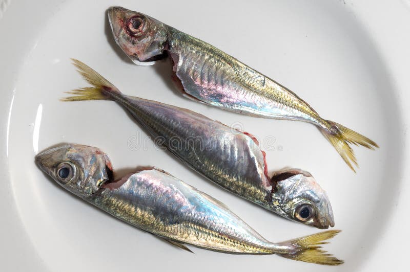 Three raw mackerels stock image. Image of mackerel, healthy - 24902803