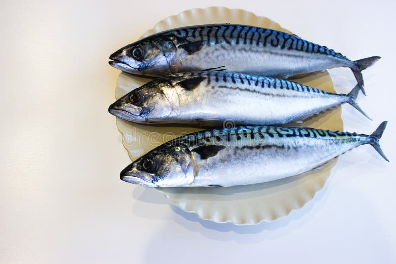 Mackerels stock photo. Image of mackerel, detail, nutrition - 16268394