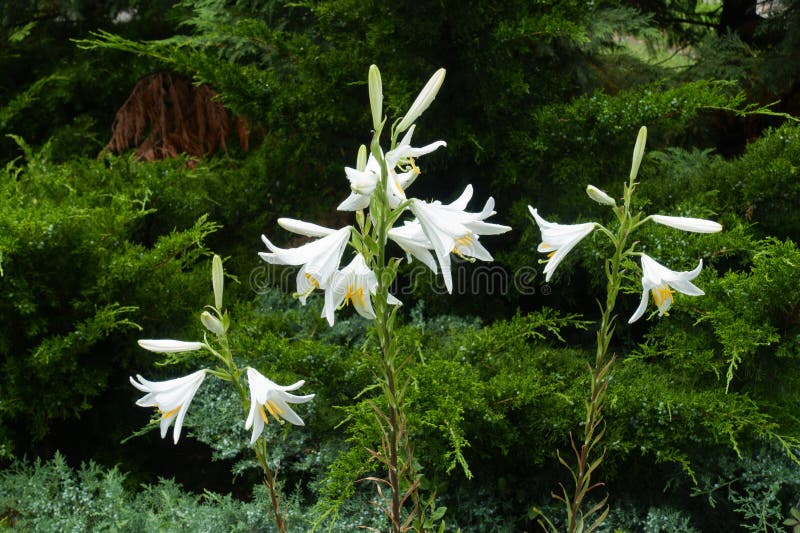 Three Madonna Lilies with White Flowers in June Stock Photo - Image of ...