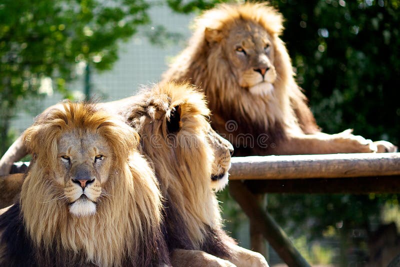 Three male Lions stock photo. Image of look, animal, head - 14555578