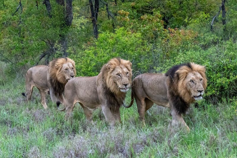 Three Male Lions in Walking in Line Stock Image - Image of jungle ...