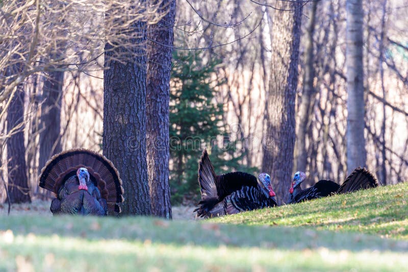 Three male Turkeys Fanning stock photo. Image of fanning - 78867408
