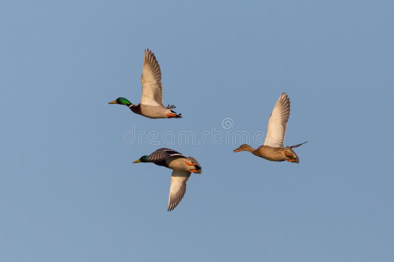 Three Mallard Ducks Anas Platyrhynchos Flying in Blue Sky Stock Photo ...