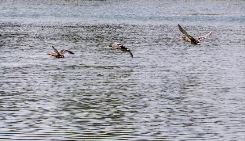 Three Flying Ducks stock image. Image of three, england - 125920229
