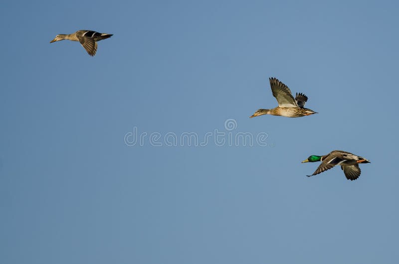 Three Mallard Ducks Flying in a Blue Sky Stock Image - Image of wild ...