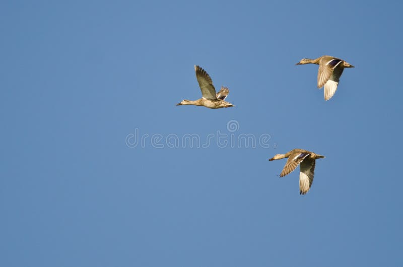 Three Mallard Ducks Flying in a Blue Sky Stock Image - Image of head ...