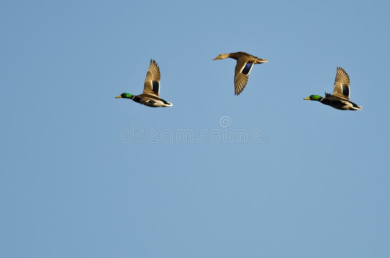 Three Mallard Ducks Flying in a Blue Sky Stock Image - Image of male ...