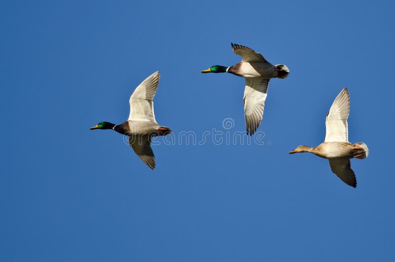 Three Mallard Ducks Flying in a Blue Sky Stock Image - Image of male ...