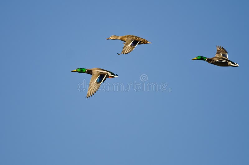 Three Mallard Ducks Flying in a Blue Sky Stock Image - Image of ...