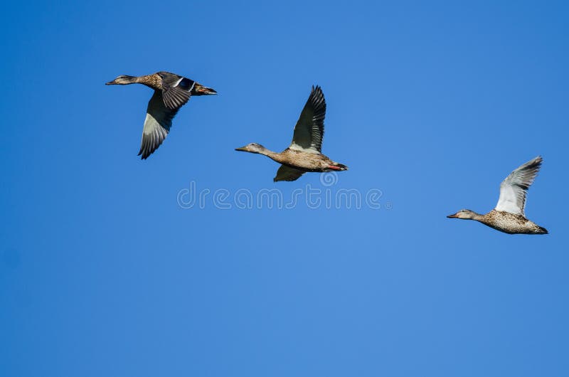 Three Mallard Ducks Flying in a Blue Sky Stock Image - Image of mallard ...