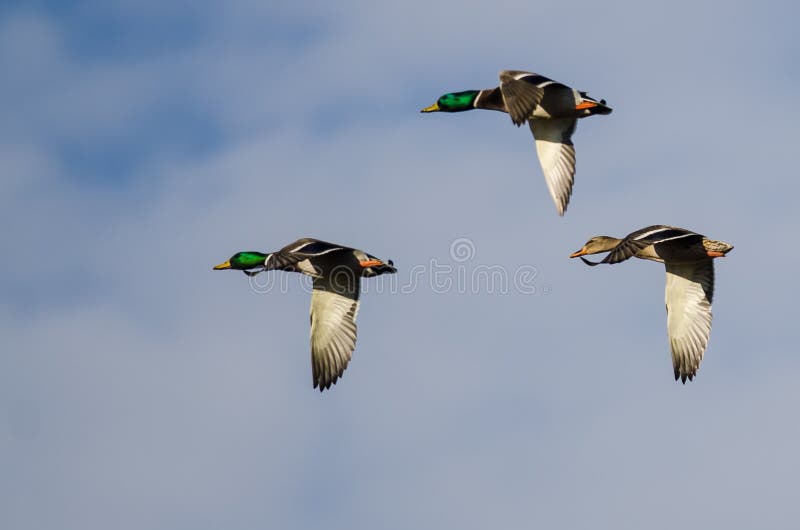 Three Mallard Ducks Flying in a Blue Sky Stock Photo - Image of aquatic ...