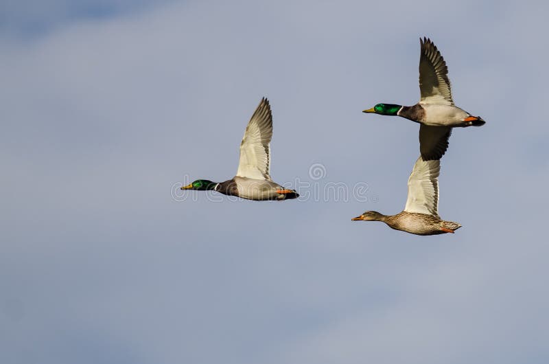 Three Mallard Ducks Flying in a Blue Sky Stock Photo - Image of ...