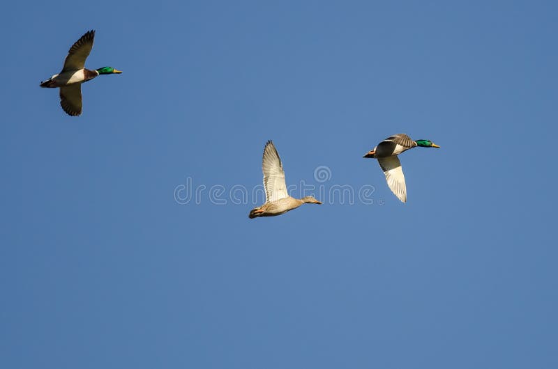 Three Mallard Ducks Flying in a Blue Sky Stock Image - Image of green ...
