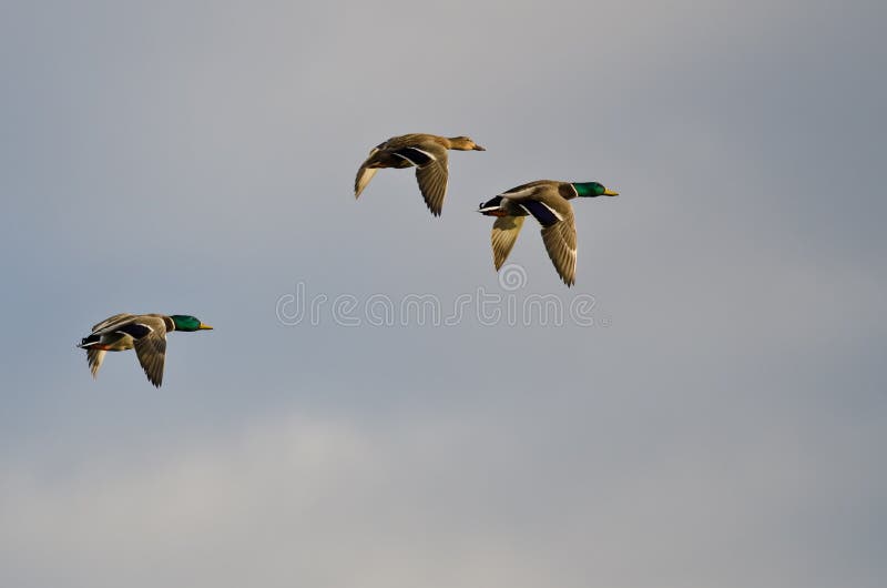 Three Mallard Ducks Flying in a Blue Sky Stock Image - Image of ...