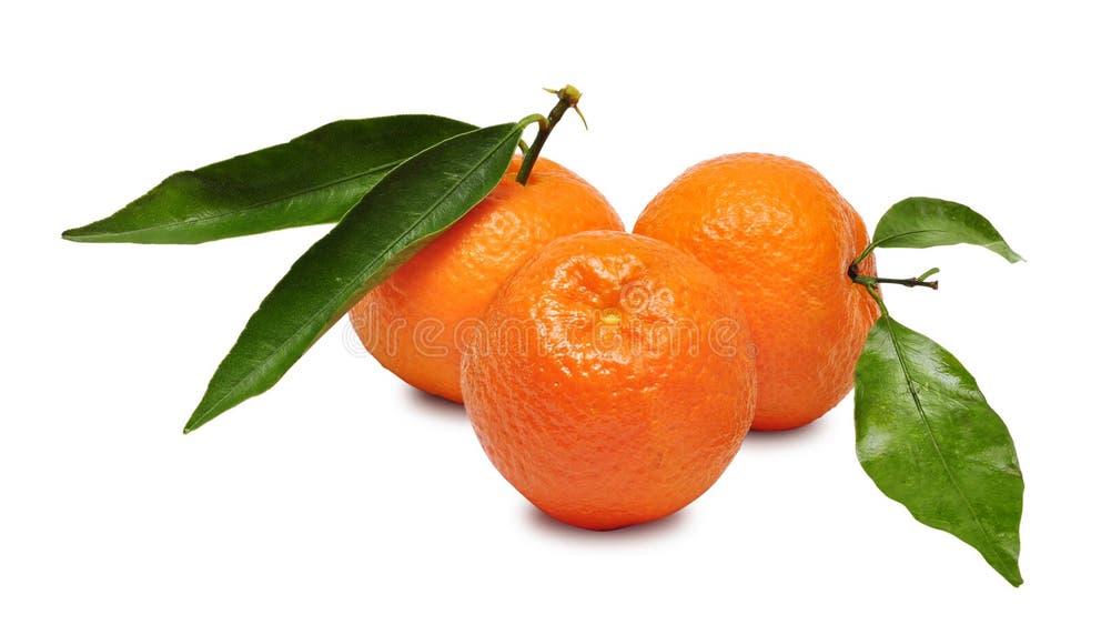 Three mandarins stock photo. Image of food, citrus, crop - 22610662