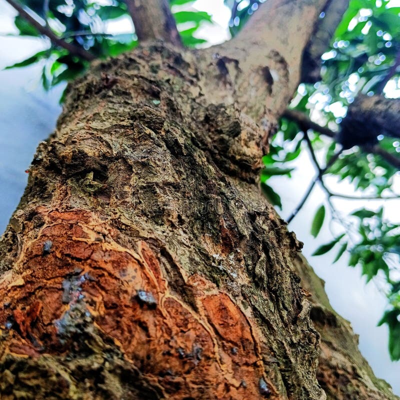 Three Mango Best Moment from Me Indonesia Stock Image - Image of mango ...