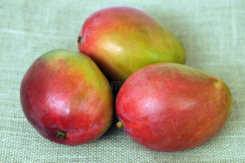 Three mango stock image. Image of groceries, mango, eating - 34999233