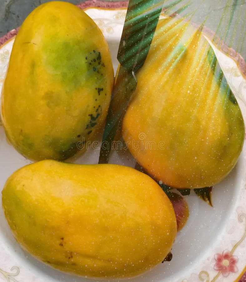 Three mangoes stock photo. Image of fruit, small, mangos - 18917152