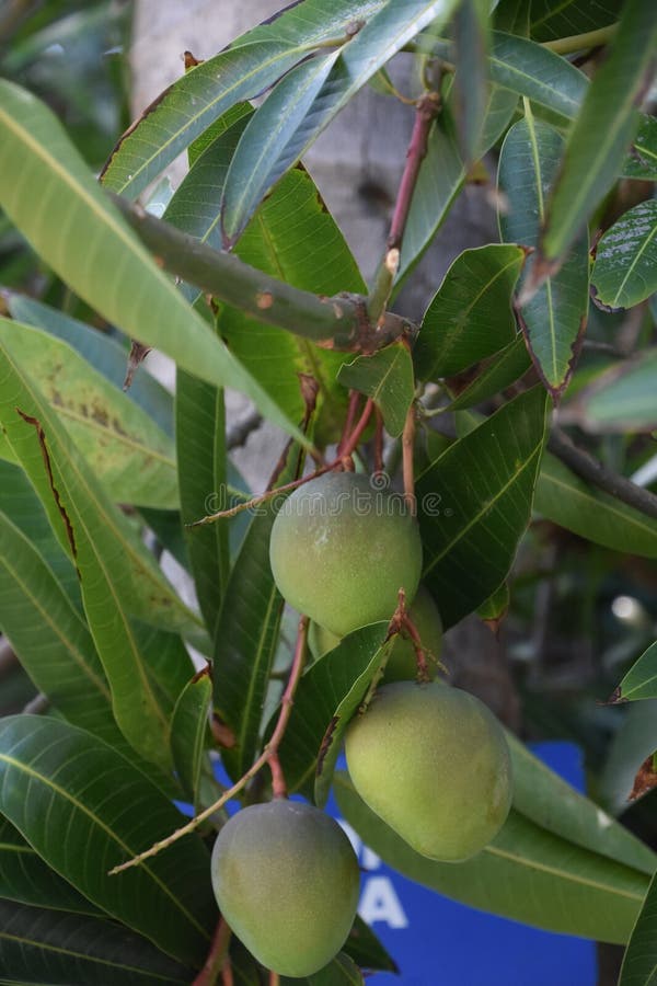 Trio of Mangos Hanging Down on a Tree Stock Photo - Image of unripe ...