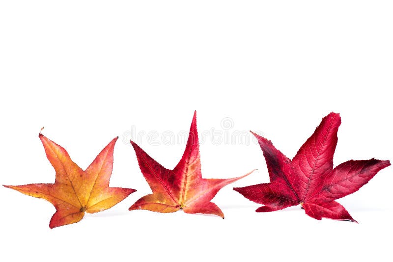 Three maple leaves stock photo. Image of golden, botany - 21253246