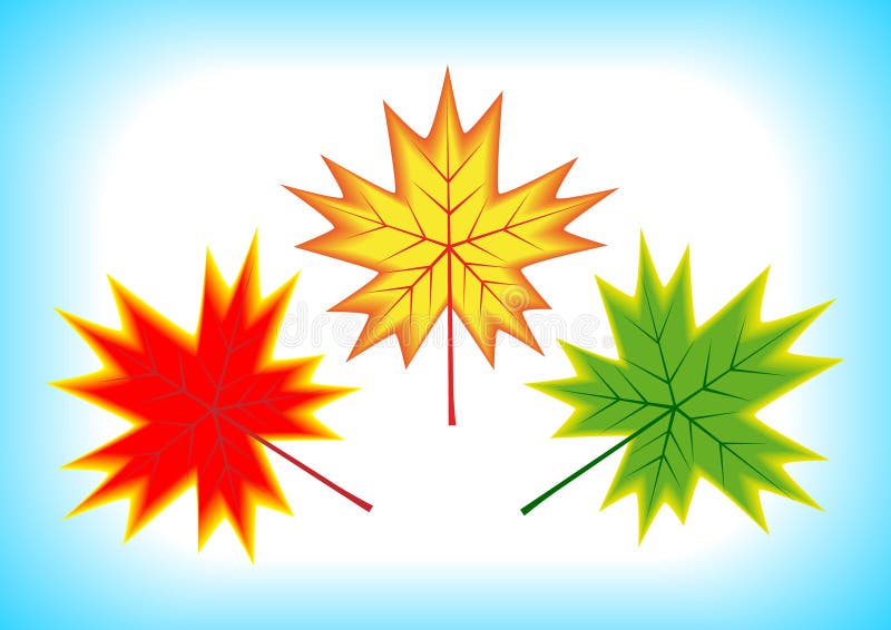 Three maple leaves stock illustration. Illustration of leaf - 10987524