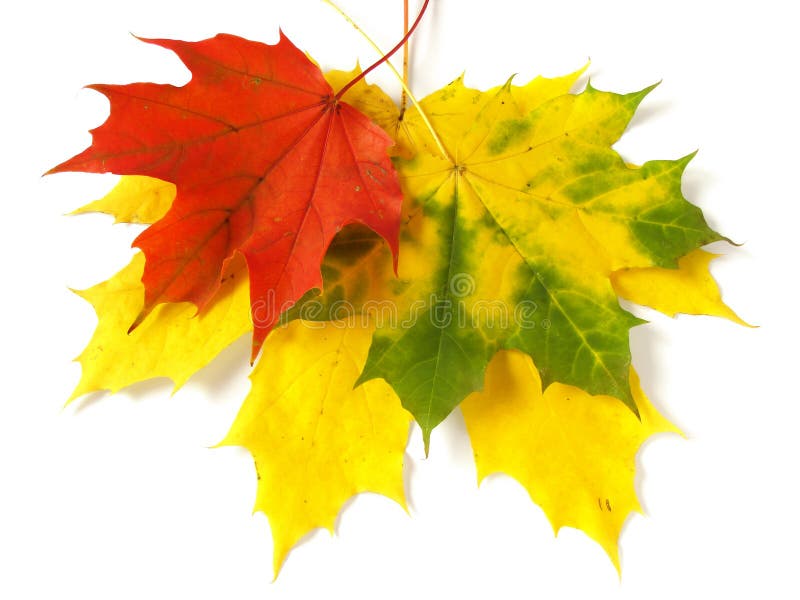 Three maple leaves stock photo. Image of bright, awesome - 11406374