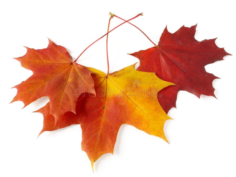 Three maple leaves stock image. Image of beautiful, vibrant - 7004381