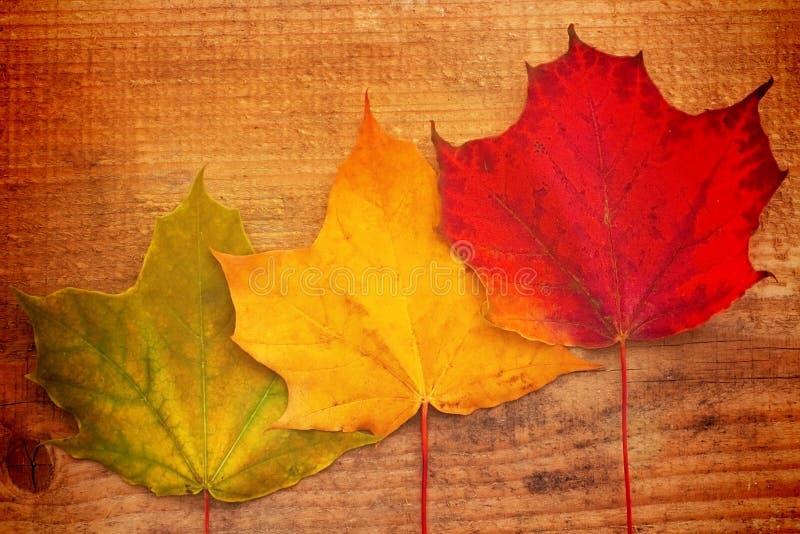 Three maple leaves stock image. Image of life, closeup - 39926149