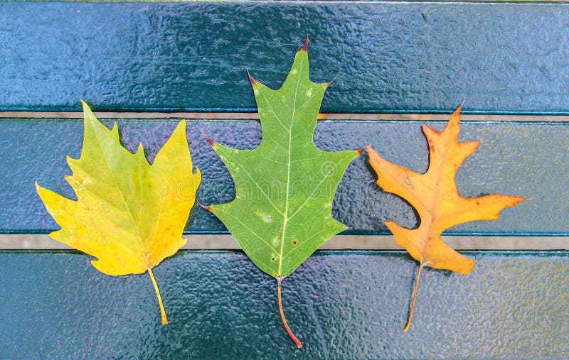 Three maple leaves stock photo. Image of decorative, beauty - 78839430