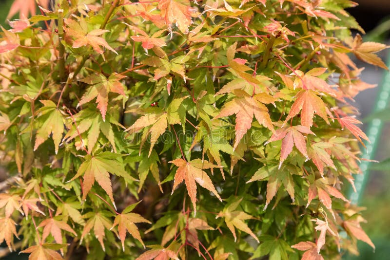 Three Maple Leaves Have Changed Color in Fall. Stock Photo - Image of ...
