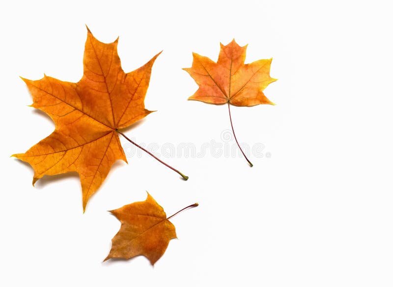 Three Maple Leaves Isolated on White Background Stock Image - Image of ...